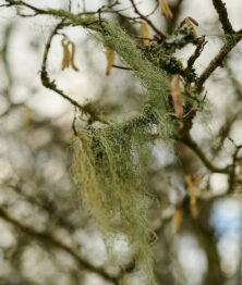 The Land | Cabilla Cornwall