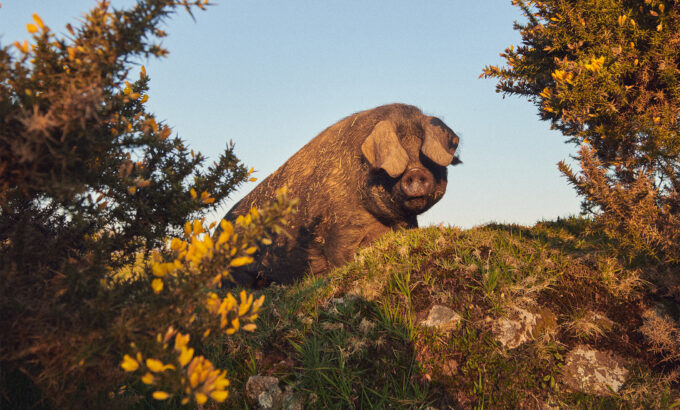 The Land | Cabilla Cornwall