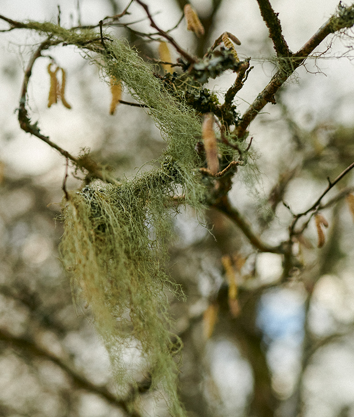 The Land | Cabilla Cornwall