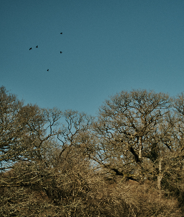 The Land | Cabilla Cornwall