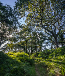 Thousand Year Project: Summer Update | Cabilla Cornwall