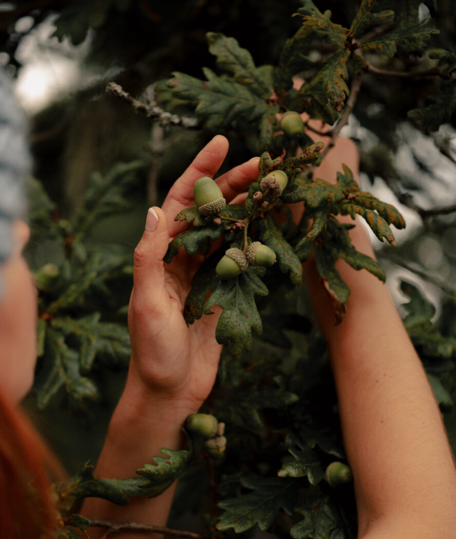 Thousand Year Project: Winter Update | Cabilla Cornwall