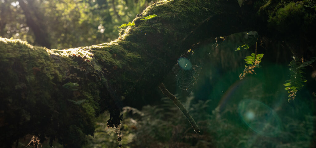 Cabilla Method | Cabilla Cornwall